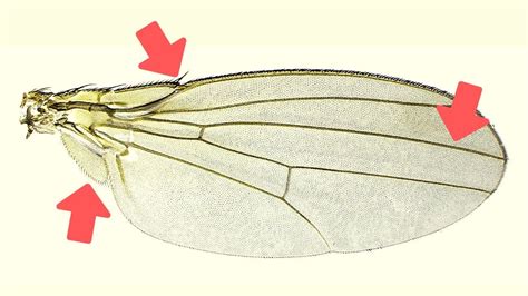 Types Of Insect Wings