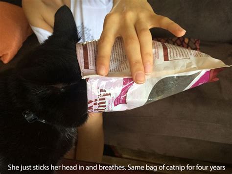 These Cats Have Taken Their Catnip Problem Way Too Far 25 Pics