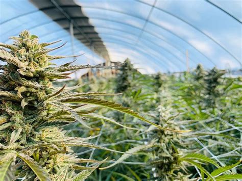 Uruguay Aumenta La Producción De Cannabis