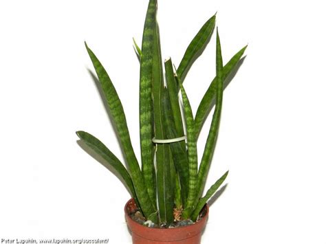 Суккулентные растения, Петр Лапшин, каталог для заказа - succulents by ...