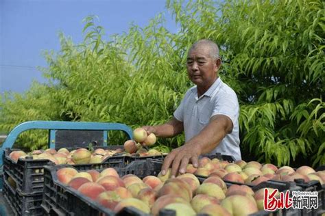 河北望都水蜜桃变成甜蜜致富果 美食美味频道 东方养生