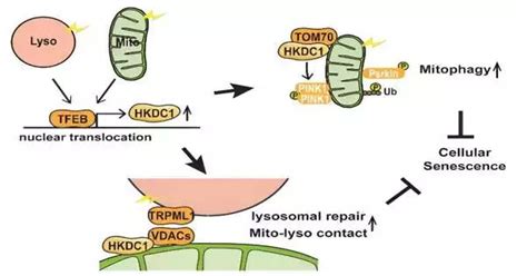 The Hkdc1 Protein Was Discovered To Be Critical In The Maintenance Of Two Mitochondrial