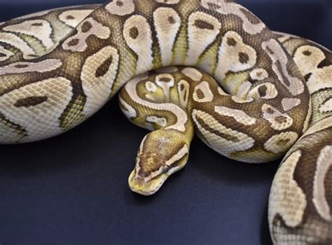 Female Ball Python Max Size At Alyssa Camm Blog