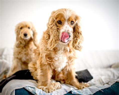 Dogs Cocker Spaniel Ginger Photos Download The Best Free Dogs Cocker