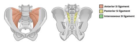 Sacroiliac Joint Ligaments