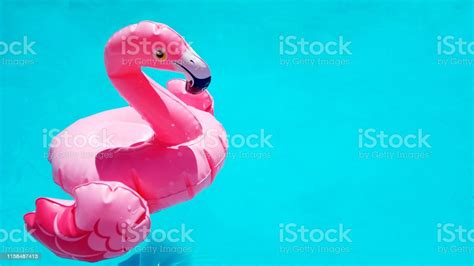 여름 판매를위한 템플릿입니다 팽창식 분홍색 플라밍고는 맑고 푸른 푸른 수영장 물에서 수영합니다 텍스트 복사 공간 격리된 장소가 있습니다 포스터 배너 또는 전단지를위한
