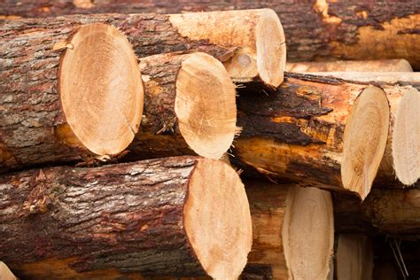Hemlock Logs Skeena Sawmills