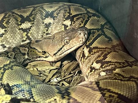 A Dwarf Reticulated Python At Twin Cities Reptiles Rpics