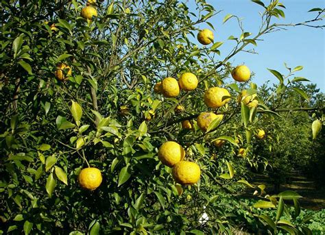 12월 9일 아침을 여는 꽃이야기 유자나무 Fragrant Citrus 柚子 꽃말 기쁜소식 요즘은 열매를 잘게 썰어 차로 마 산들투어여행작가교실한국