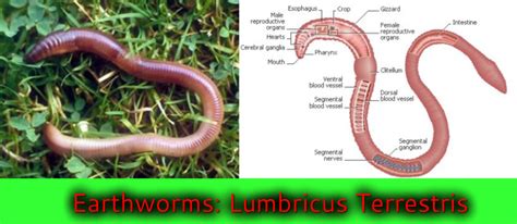 Earthworm Digestive System Biolearnspot Earth Worm Megascolex