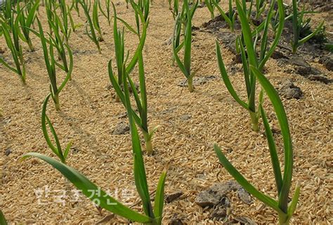 행복한 텃밭 겨울작물 ‘마늘·양파 농사법
