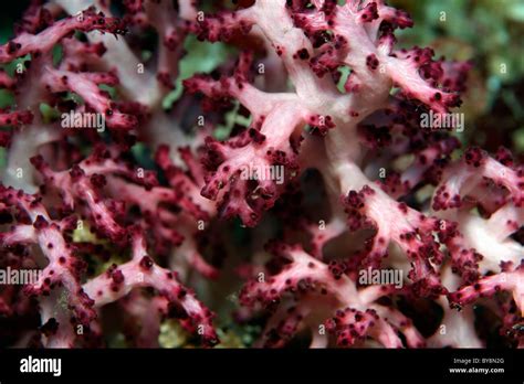 Naked Soft Coral Chironephthya Sp Stock Photo Alamy