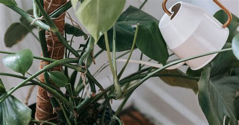 가정 생태학 가정 원예 가정의 미학 관엽식물 관리 급수 공장 녹색 엄지 손가락 녹지 모던한 집 몬스테라 무성한 단풍 물 보태니컬 케어 손으로 물을 붓다