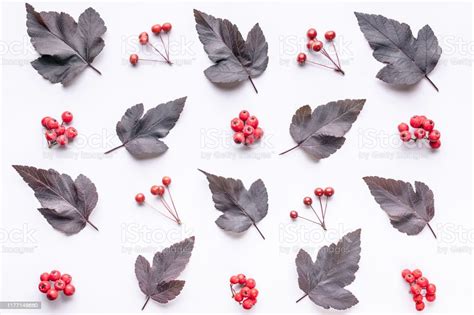잎과 열매 상단보기 가을 구성 흰색 배경에 붉은 단풍과 작은 과일 타락한 잎과 로완베리 플랫 누워 가을 시즌 창조적 인 식물 배경 11월에 대한 스톡 사진 및 기타 이미지