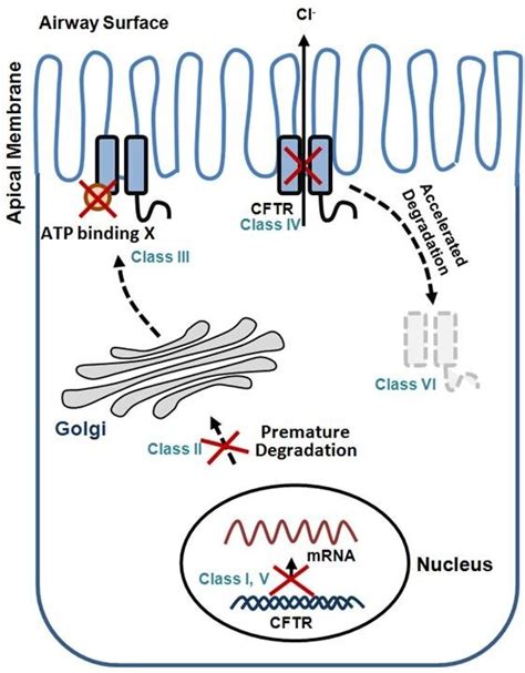 Classification Of Cftr Mutations Download Scientific Diagram