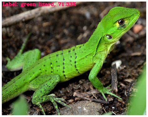 Deep Learning With Opencv Dnn Module A Comprehensive Guide Bleed Ai