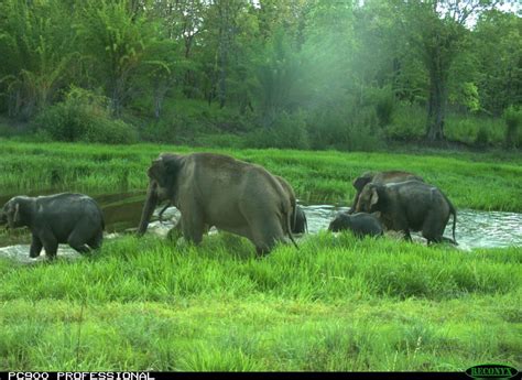 ព្រៃល្បោះស្ងួត មានតួនាទីយ៉ាងសំខាន់ក្នុងការផ្តល់ជាទីជម្រករកស៊ី ដល់សត្វដំរីអាស៊ី ទន្សោង រម៉ាំង