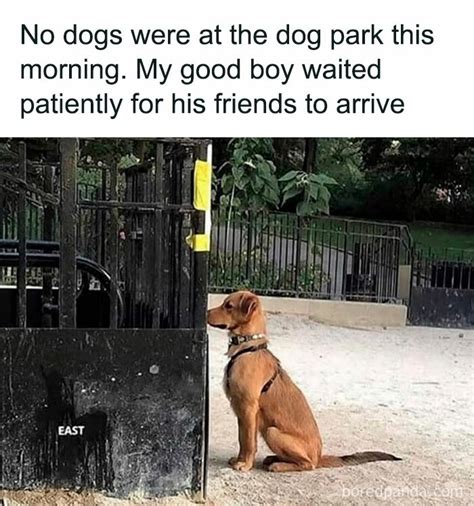 This Facebook Page Is All About Relatable Dog Memes Here Are 50 Of The