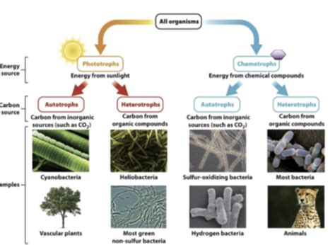 BIO 101 Midterm 2 Flashcards Quizlet
