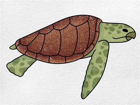 Loggerhead Turtle Drawing Helloartsy