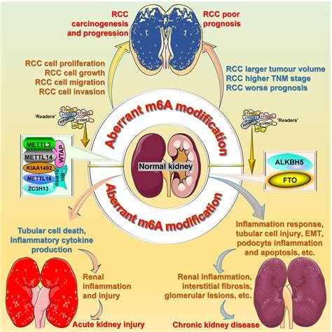 Overview Of The Effects Of Regulator‐mediated M⁶a Modification On The Download Scientific
