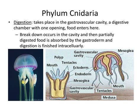Ppt Phylum Cnidaria Powerpoint Presentation Free Download Id1982174