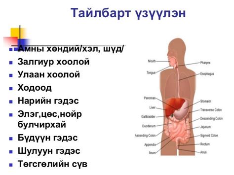 Хоол боловсруулах тогтолцоо
