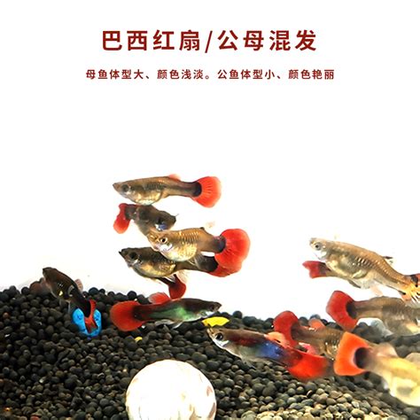 观赏鱼小型热带鱼活体鱼孔雀鱼胎生好养耐活淡水鱼苗凤尾鱼 虎窝淘