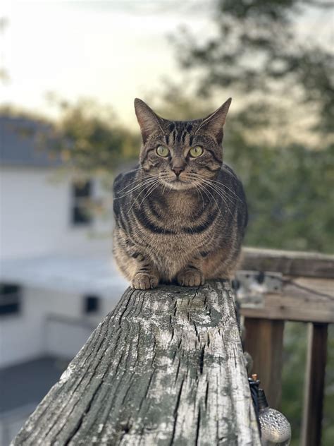 Sic Pose R Standardissuecat