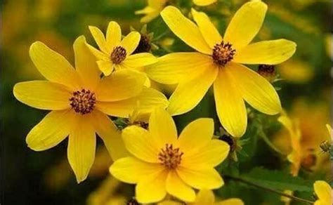 Ethiopian New Year Enkutatash Adey Abeba Flower