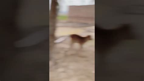 Shortsvideo Youtube Shortsvideo Youtube