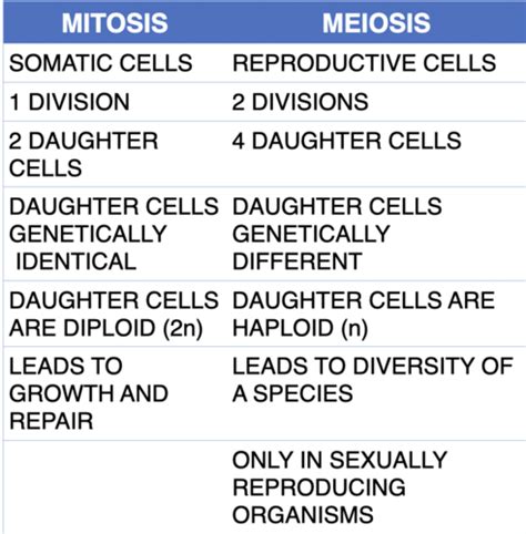 Lab 4 The Cell Cycle Flashcards Quizlet