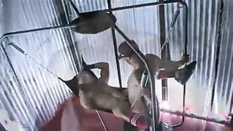 Ricky Sinz 2023 Free Gay Pornstar Videos Xhamster