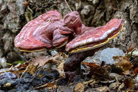 Wild Ganoderma Lucidum