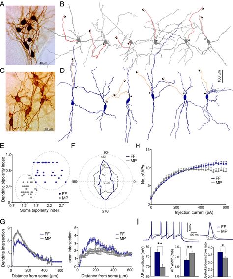 Cellular Composition And Circuit Organization Of The Locus Coeruleus Of Adult Mice Elife