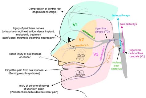 Trigeminal Nerve Pathway