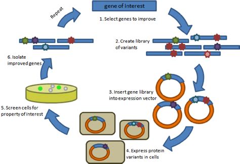 Figure 1 1 From Improving Protein Solubility Via Directed Evolution Semantic Scholar