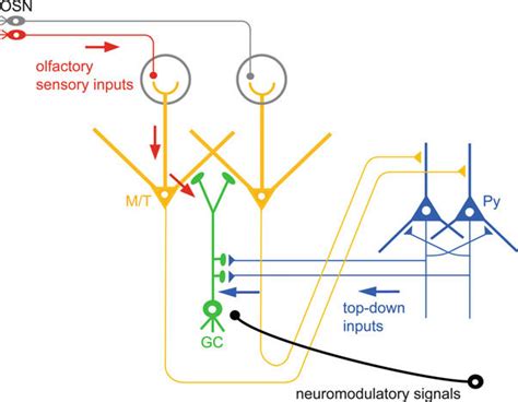 3 Signals To Ob Interneurons Gcs Receive Excitatory Synaptic Inputs