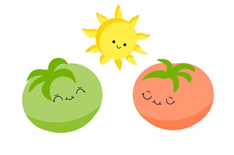 재미있는 토마토 녹색과 빨간색 토마토 원예 흰색 배경에 벡터 그림입니다 건강한 식생활에 대한 스톡 벡터 아트 및 기타 이미지 건강한 식생활 귀여운 날것 Istock