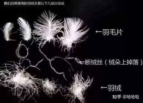 【进口百科】进口国外羽绒需要注意什么 知乎