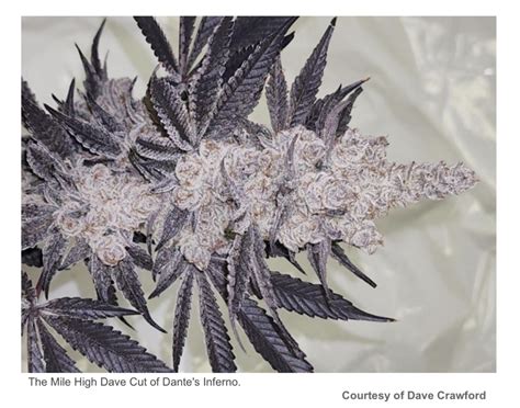Dantes Inferno Strain By Tiki Madman A Breeders Masterpiece