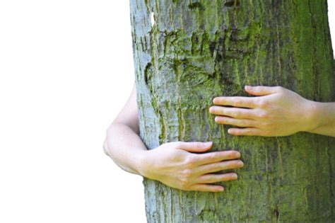 Hand Tree PNG Vector PSD And Clipart With Transparent Background For Free Download Pngtree