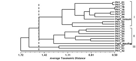 Dendrogram Of 21 Genotipe Paphiopedilum Based On Morphometric Traits