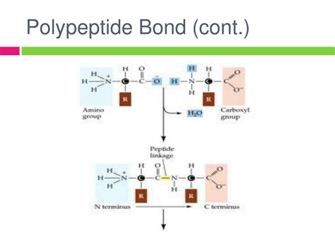 Ppt Proteins Powerpoint Presentation Free Download Id 1460585