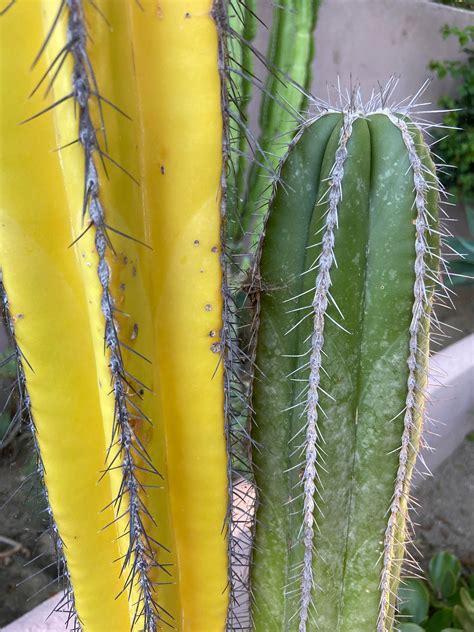 This One Has Been Yellow For Years Any Ideas Why Rcactus