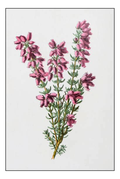 Drawing Of A Heathers Flowers Illustrations Royalty Free Vector Graphics And Clip Art Istock