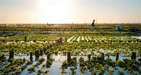 What Is Algae Harvesting And Why Is It Important