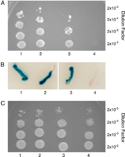 Assay For Functional Nls In Yeast A Cell Growth In The Absence Of