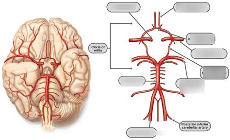 Circle Of Willis Diagram Quizlet
