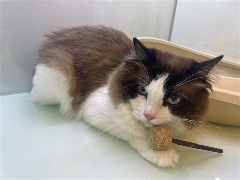 렉돌 마옹이 스피츠성격 시바견성격 시베리안허스키성격 시츄성격 요크셔테리어성격 웰시코기성격 이탈리아그레이하운드성격 치와와성격 코카스파니엘성격 폼스키성격 폼치성격 폼피츠성격